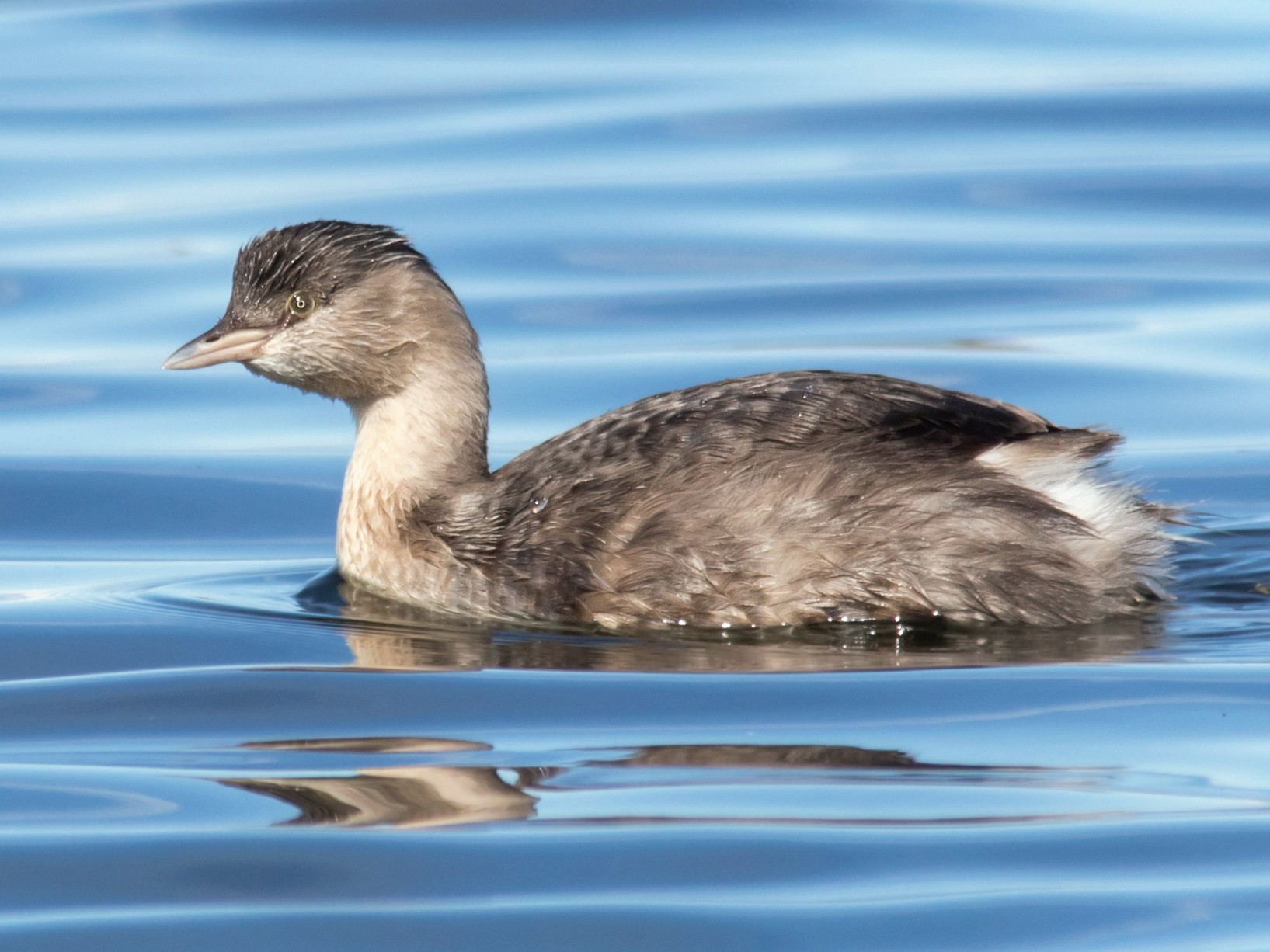 Hoary-headed Grebe - eBird