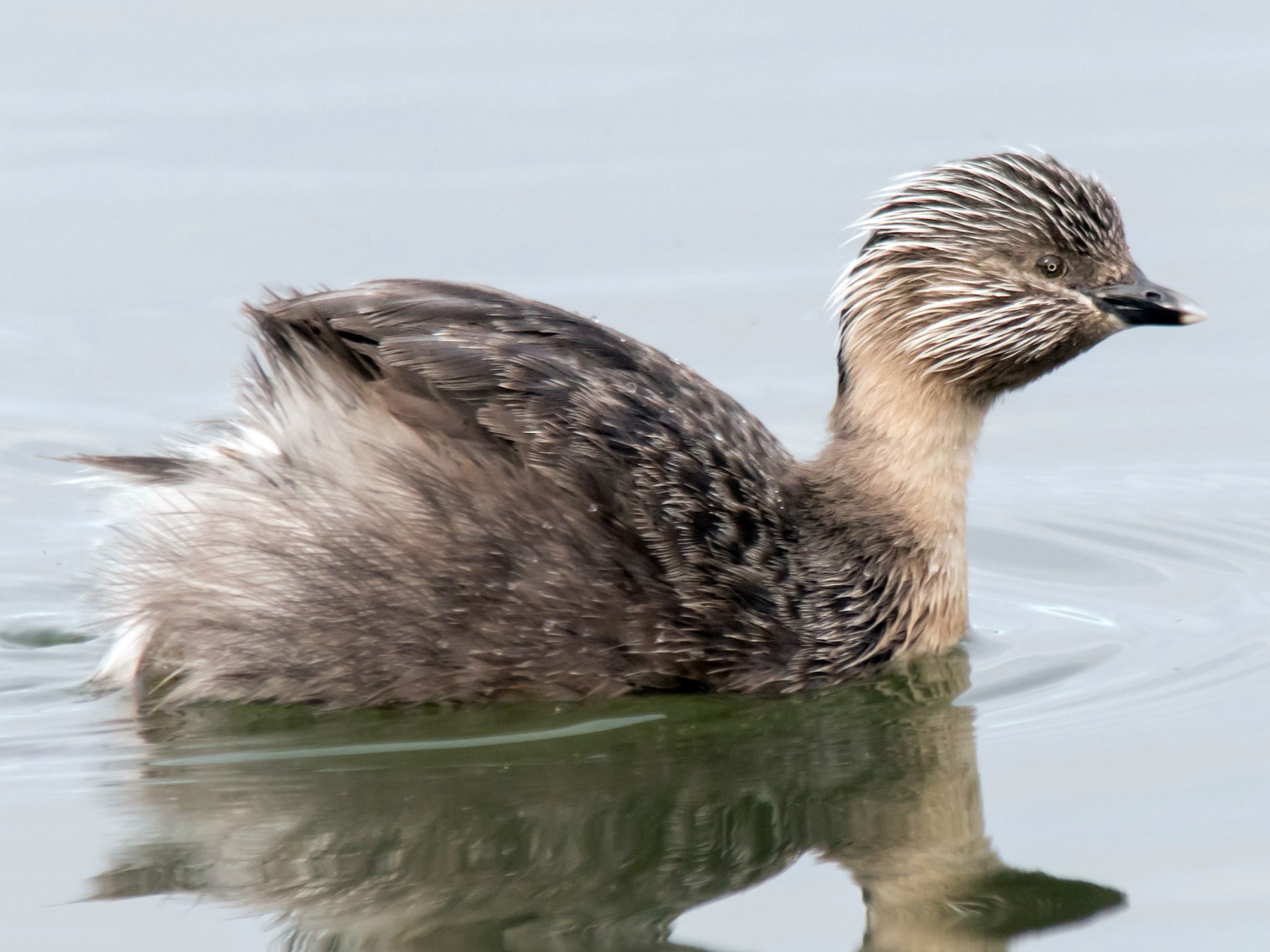 Hoary-headed Grebe - eBird