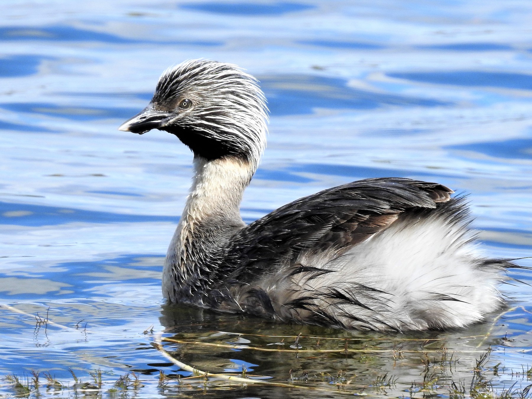 Hoary-headed Grebe - eBird