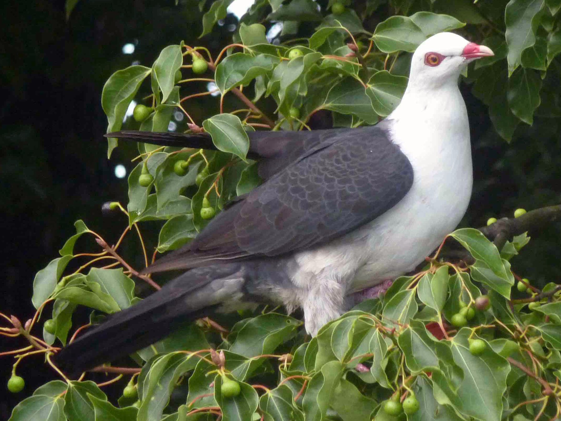 White-headed Pigeon - eBird