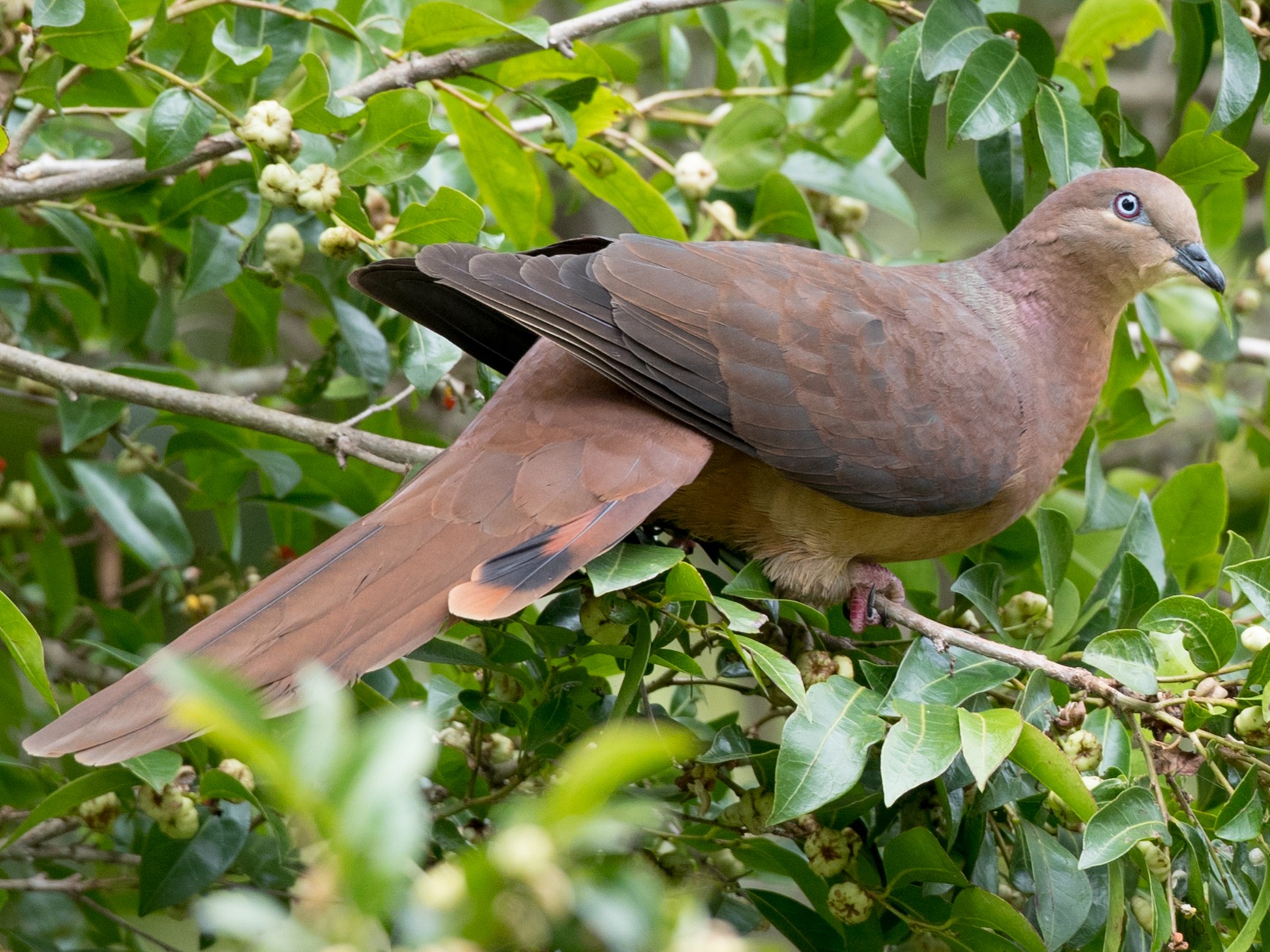 Brown Cuckoo-Dove - eBird