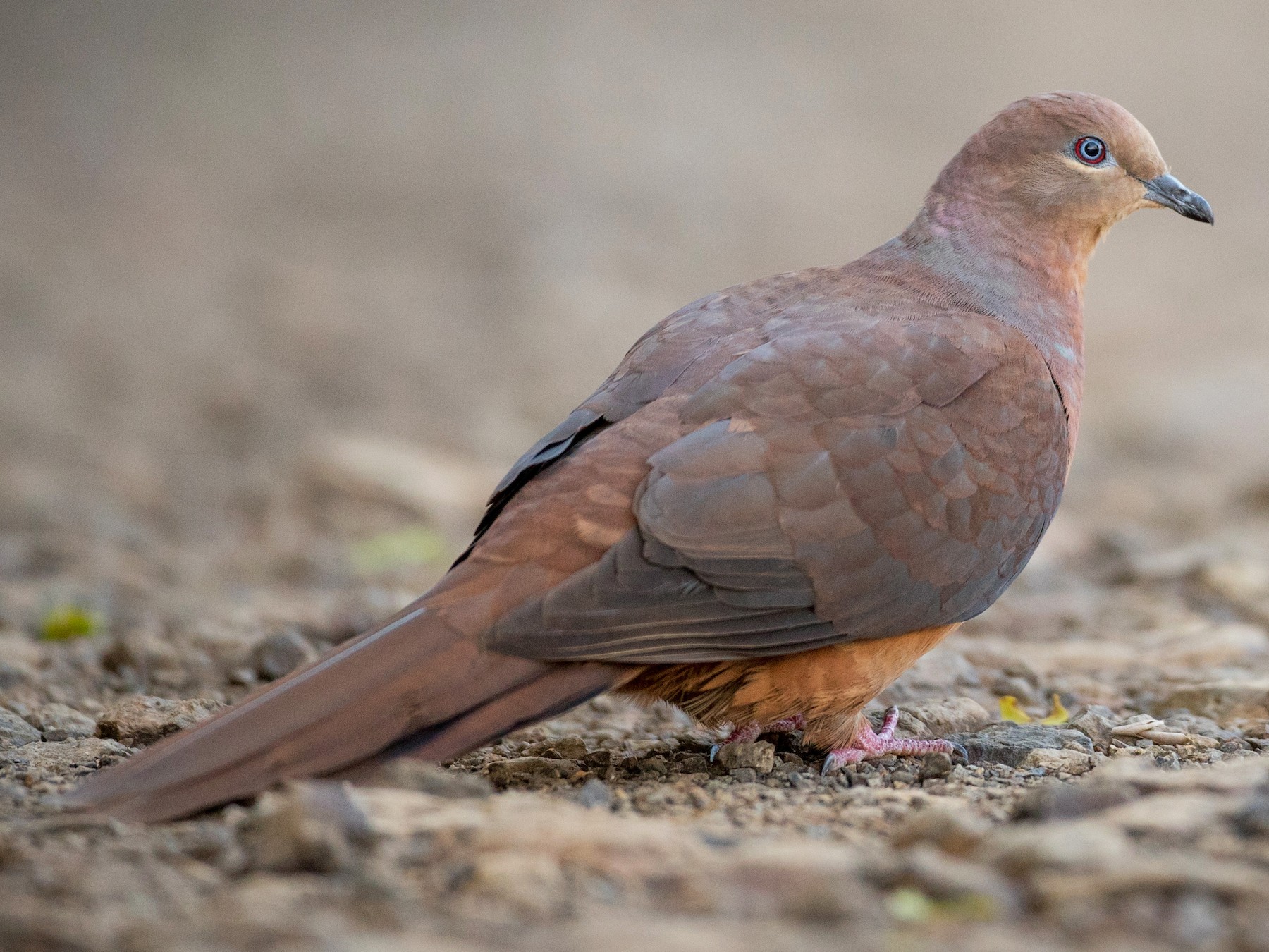 Brown Cuckoo-Dove - eBird