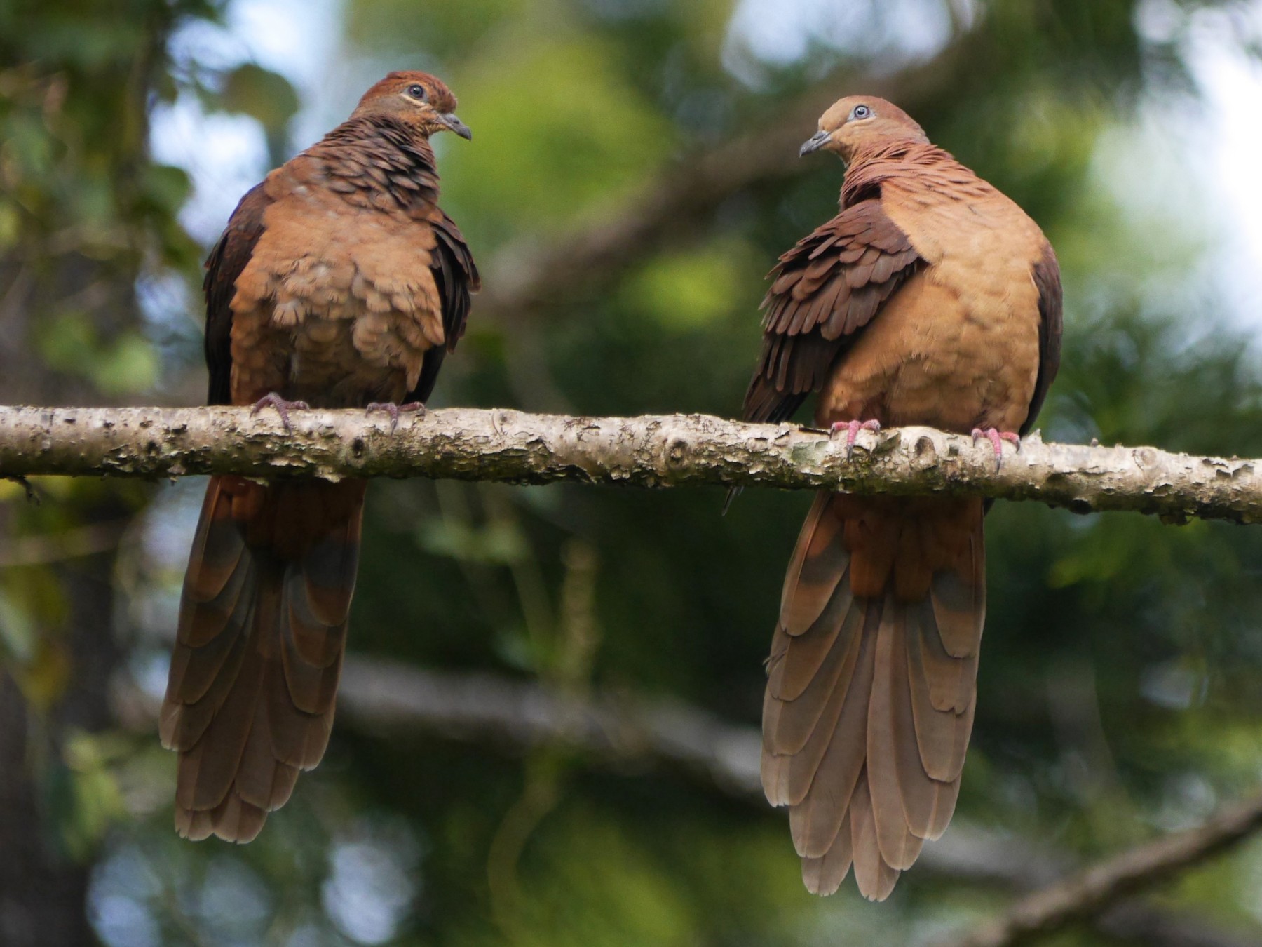 Brown Cuckoo-Dove - eBird