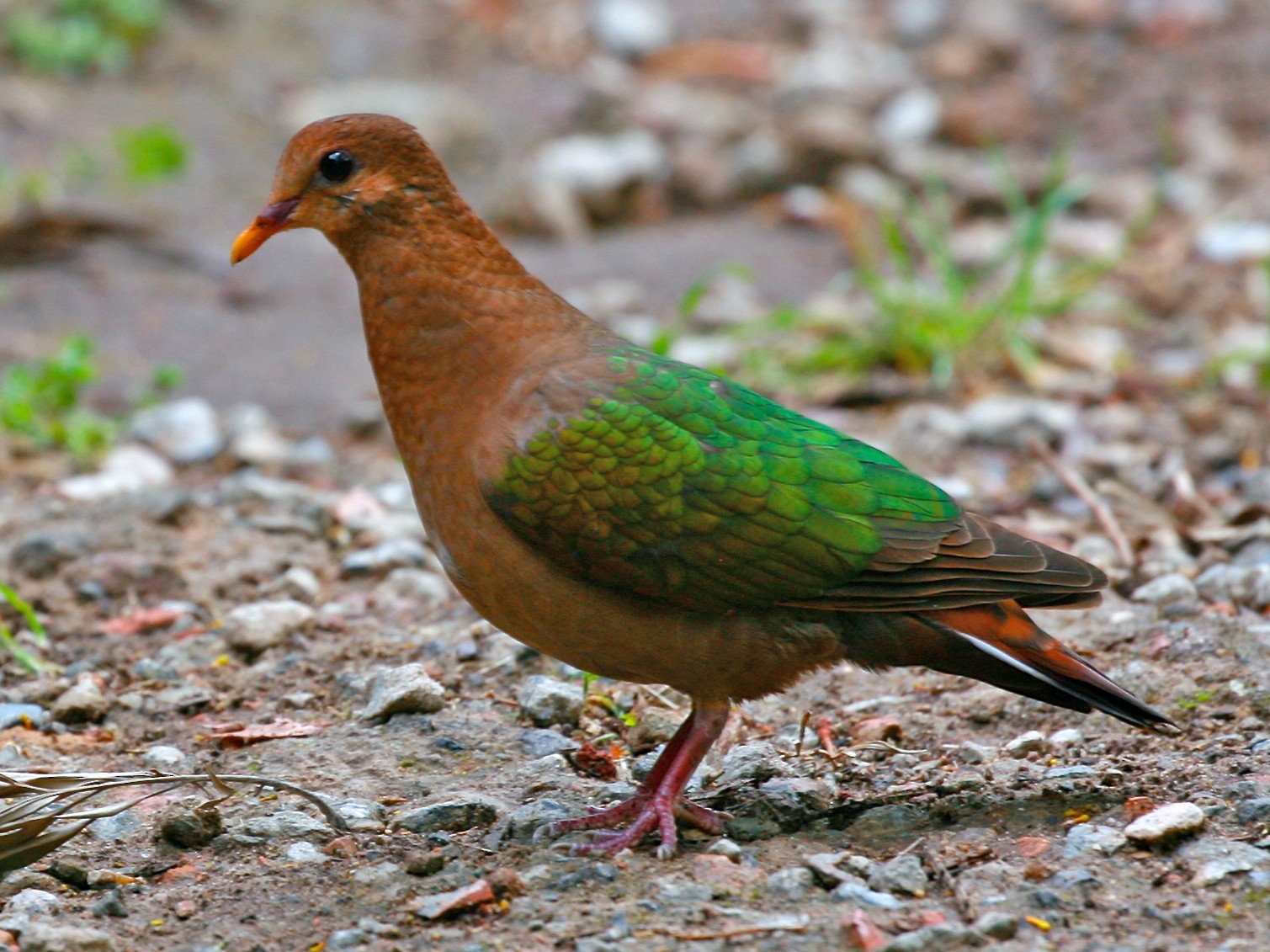 Pacific Emerald Dove - eBird
