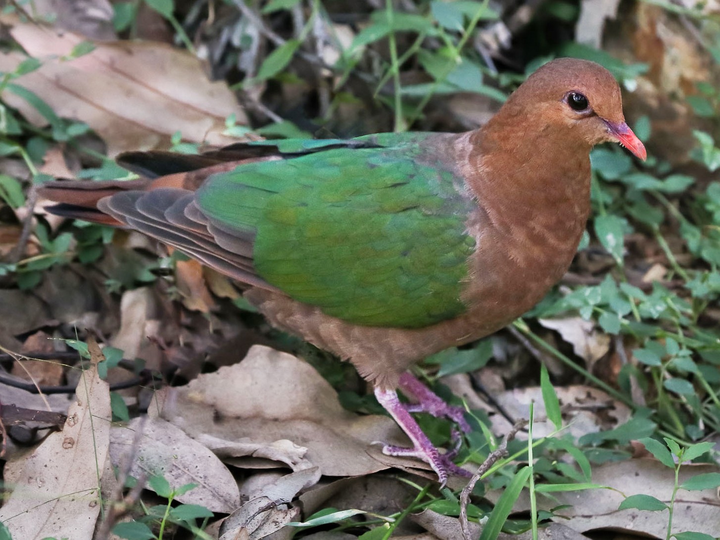 Pacific Emerald Dove - eBird