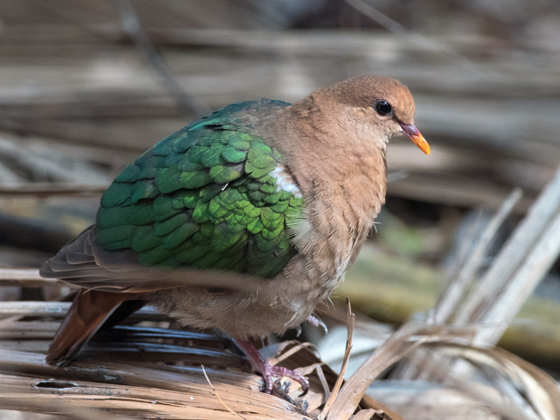 Pacific Emerald Dove - eBird