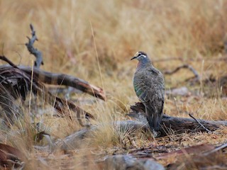 Common Bronzewing - eBird