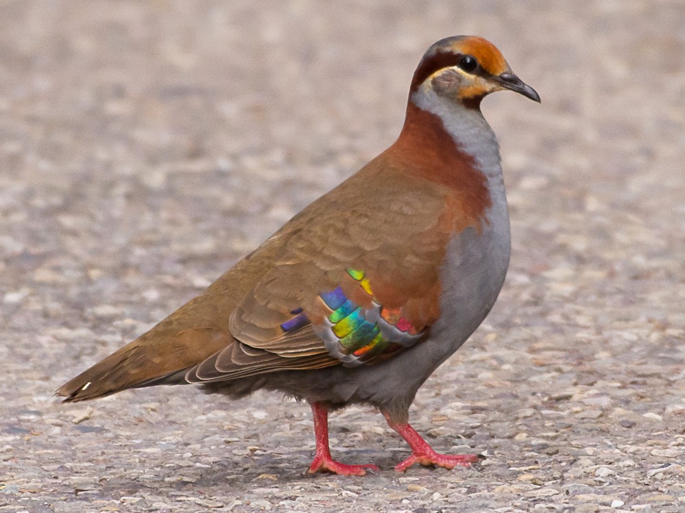 Brush Bronzewing - eBird