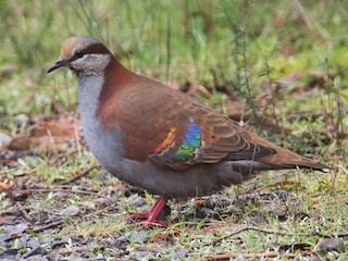 Brush Bronzewing - eBird