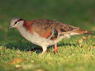 Brush Bronzewing - eBird