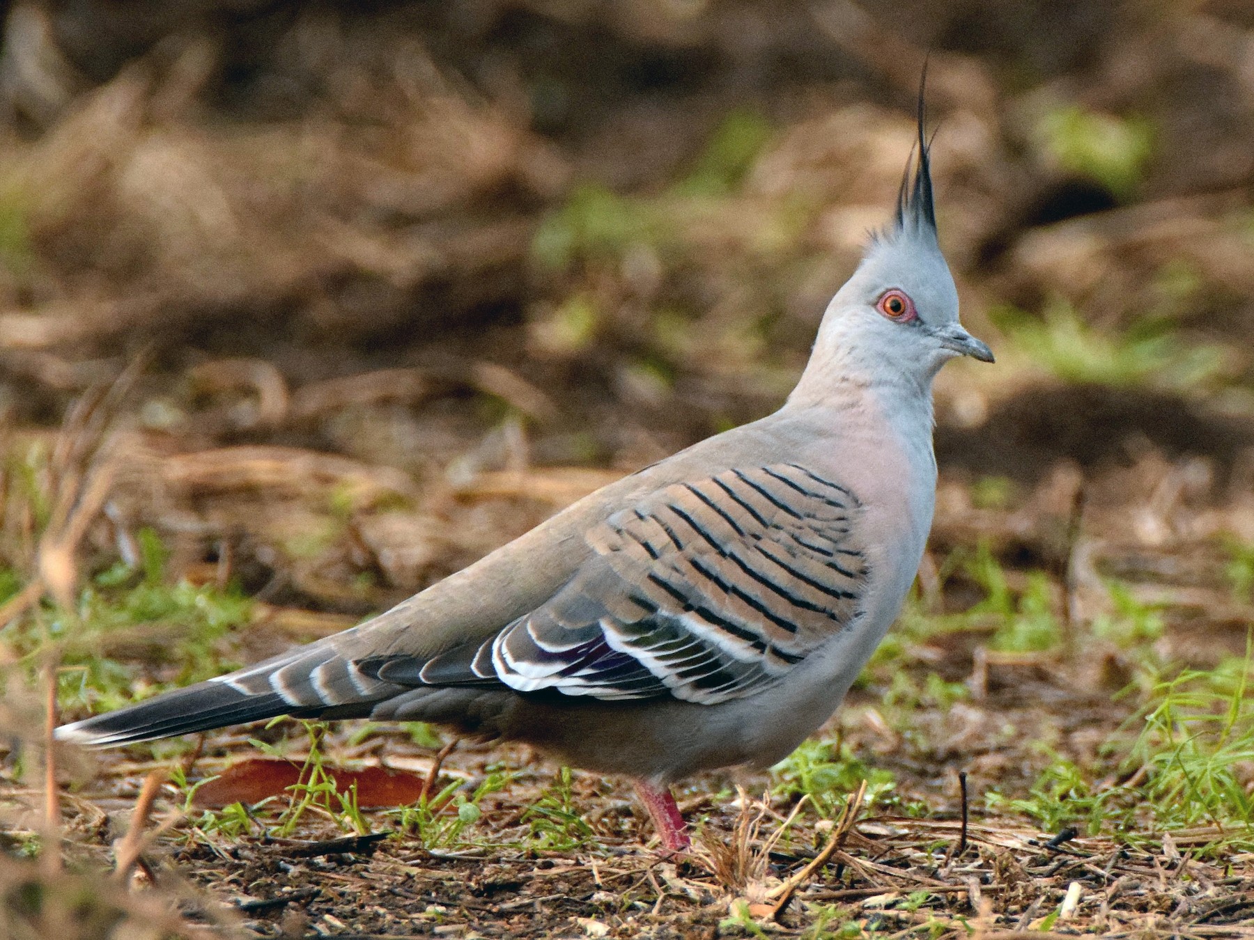 Crested Pigeon - eBird