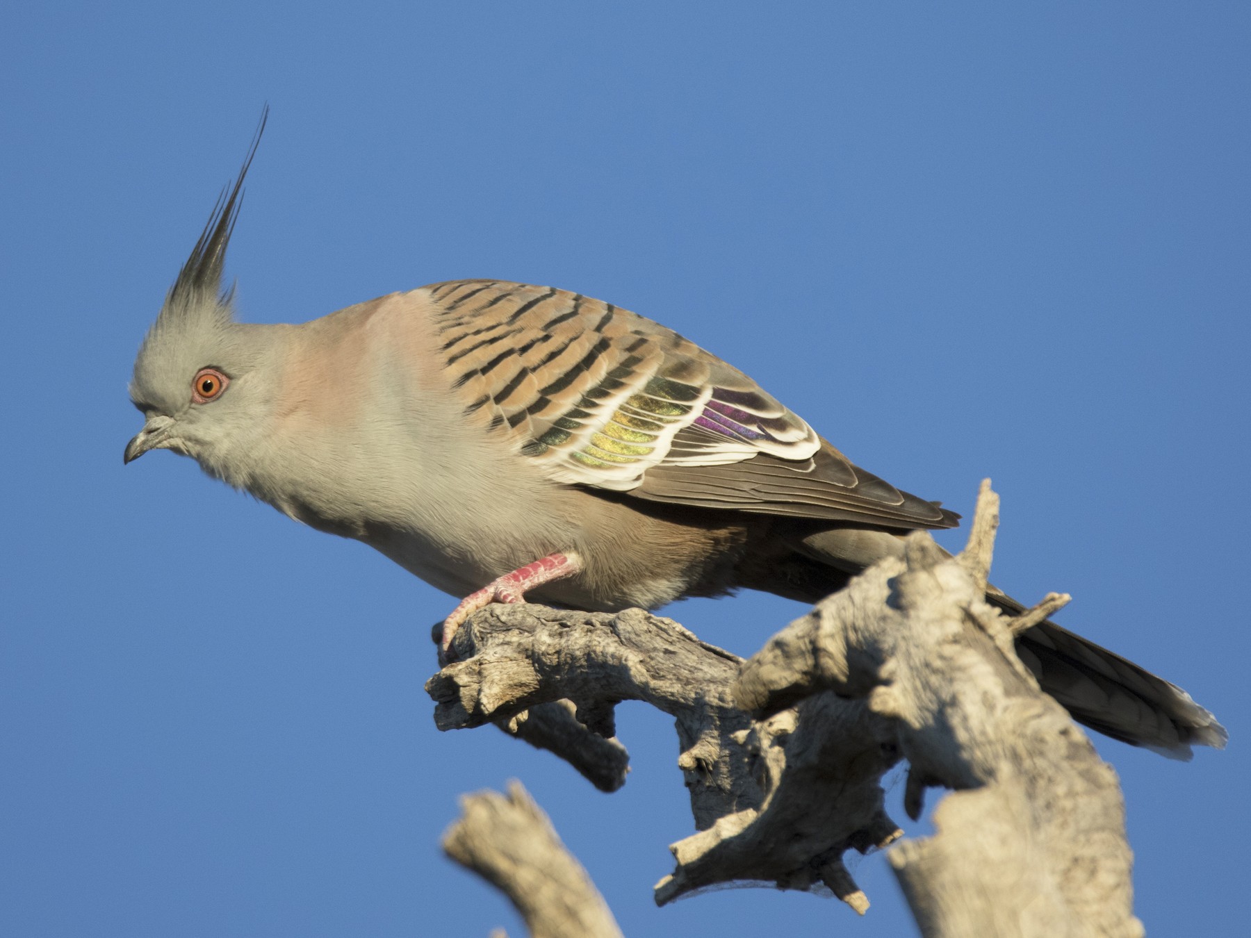 Crested Pigeon - eBird