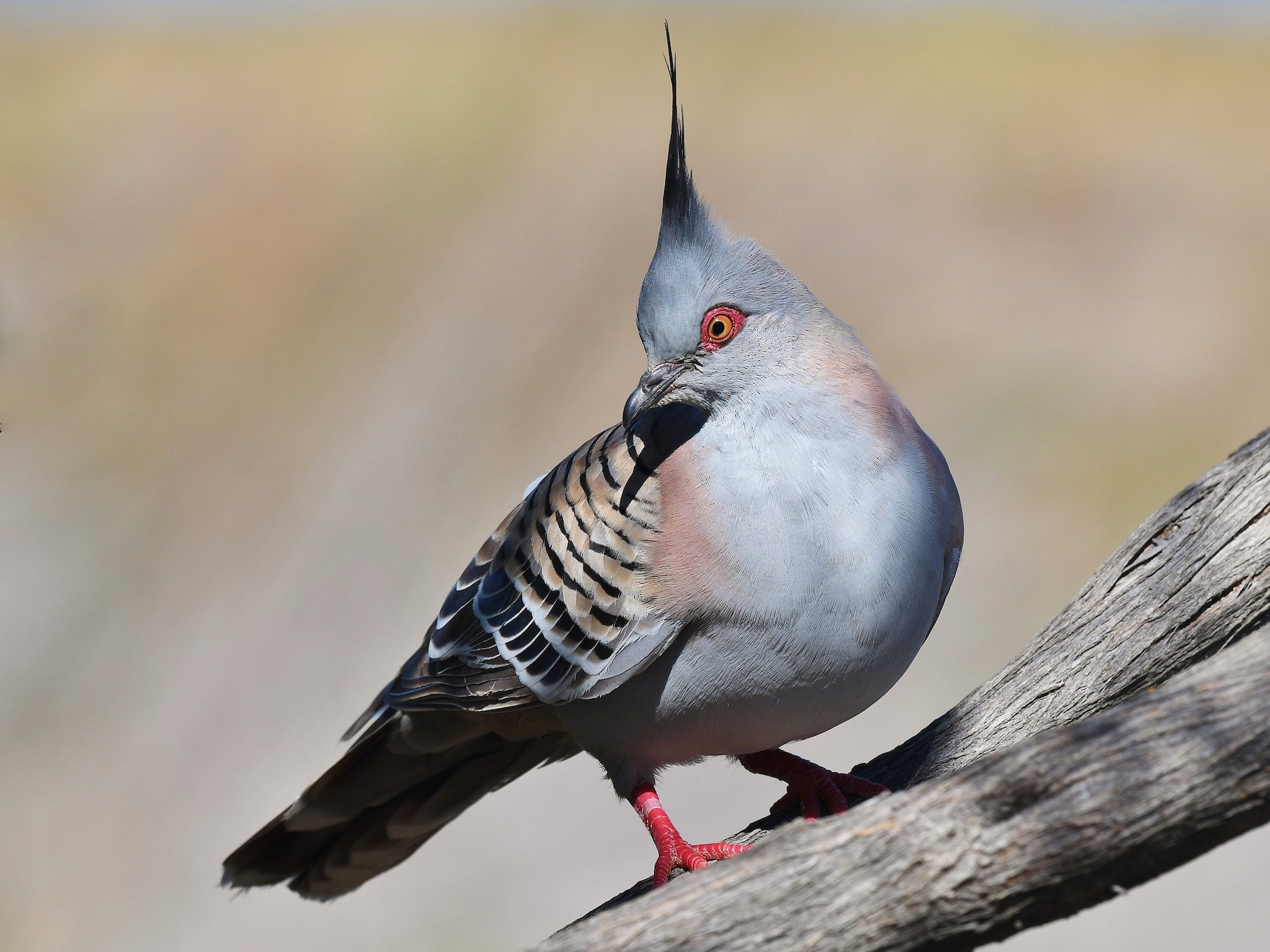 Crested Pigeon - eBird