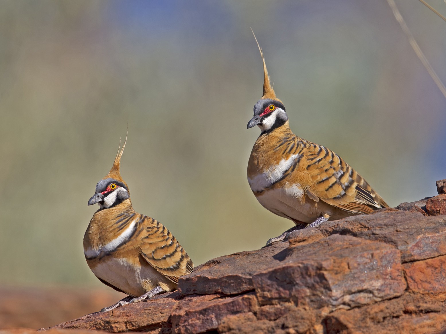 Spinifex Pigeon - eBird