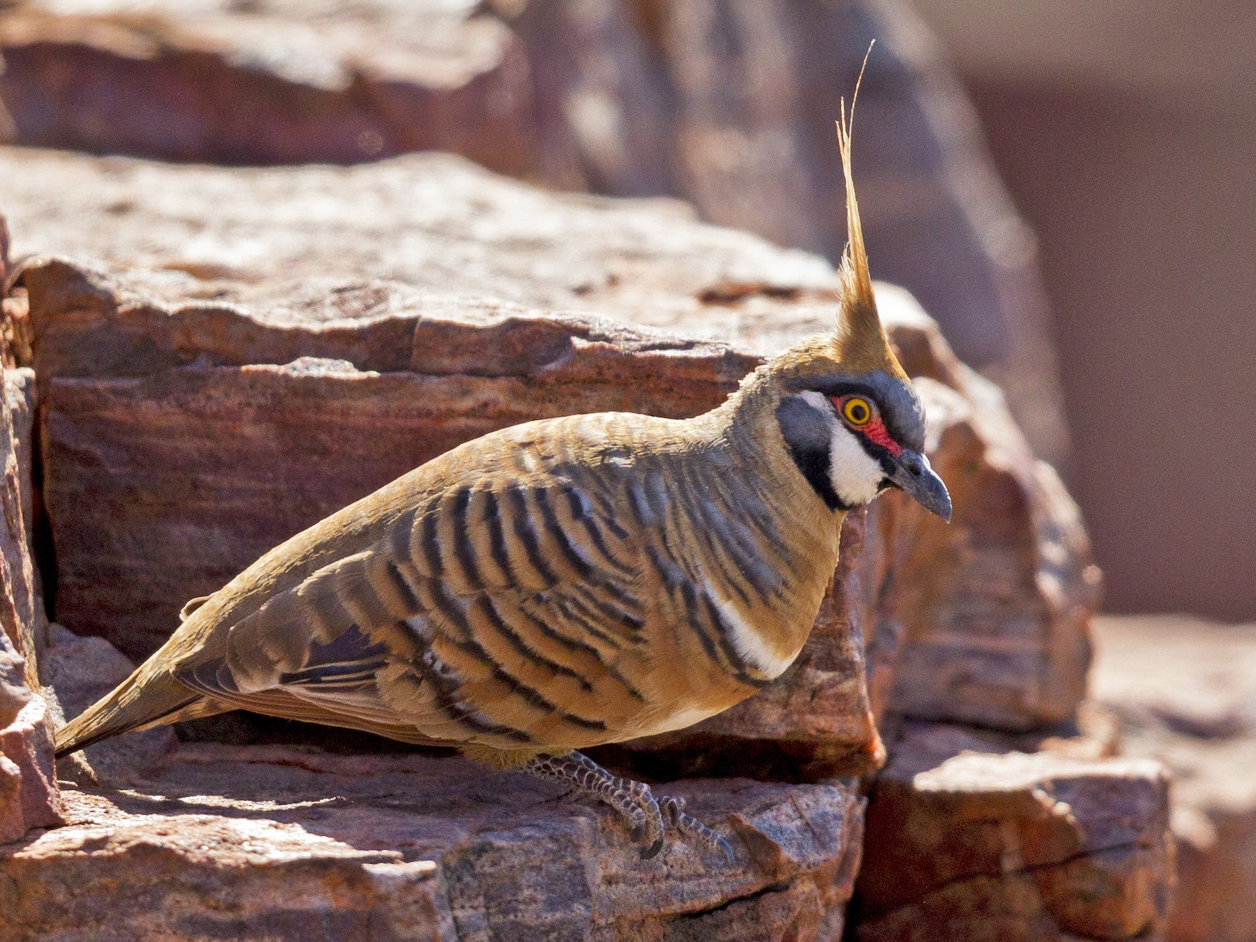 Spinifex Pigeon - eBird