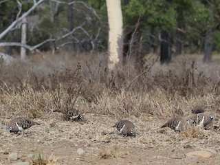 Squatter Pigeon - eBird