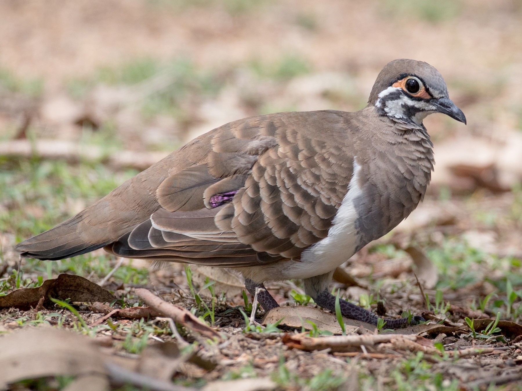 Squatter Pigeon - eBird