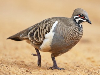 Squatter Pigeon - eBird