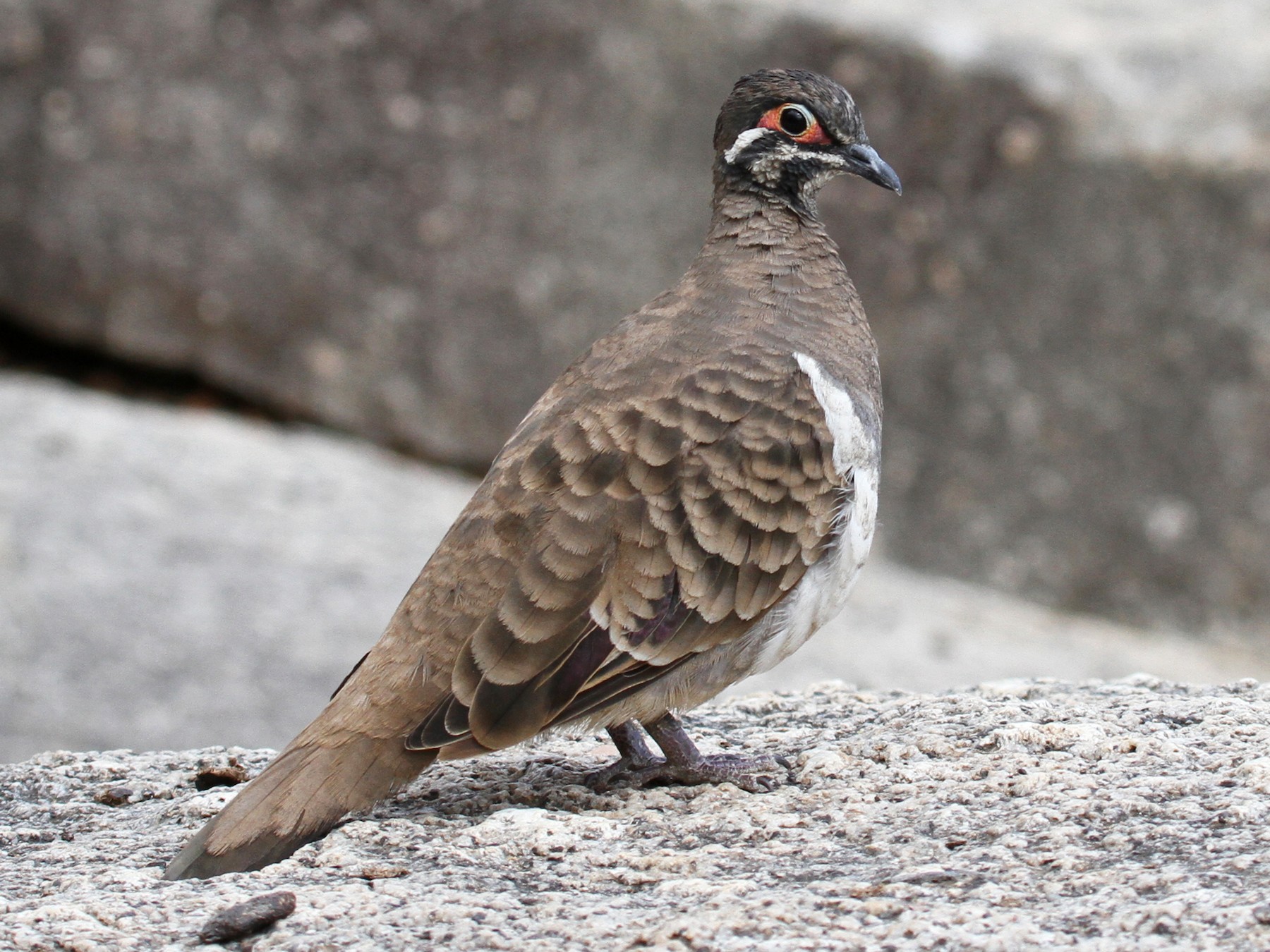 Squatter Pigeon - eBird