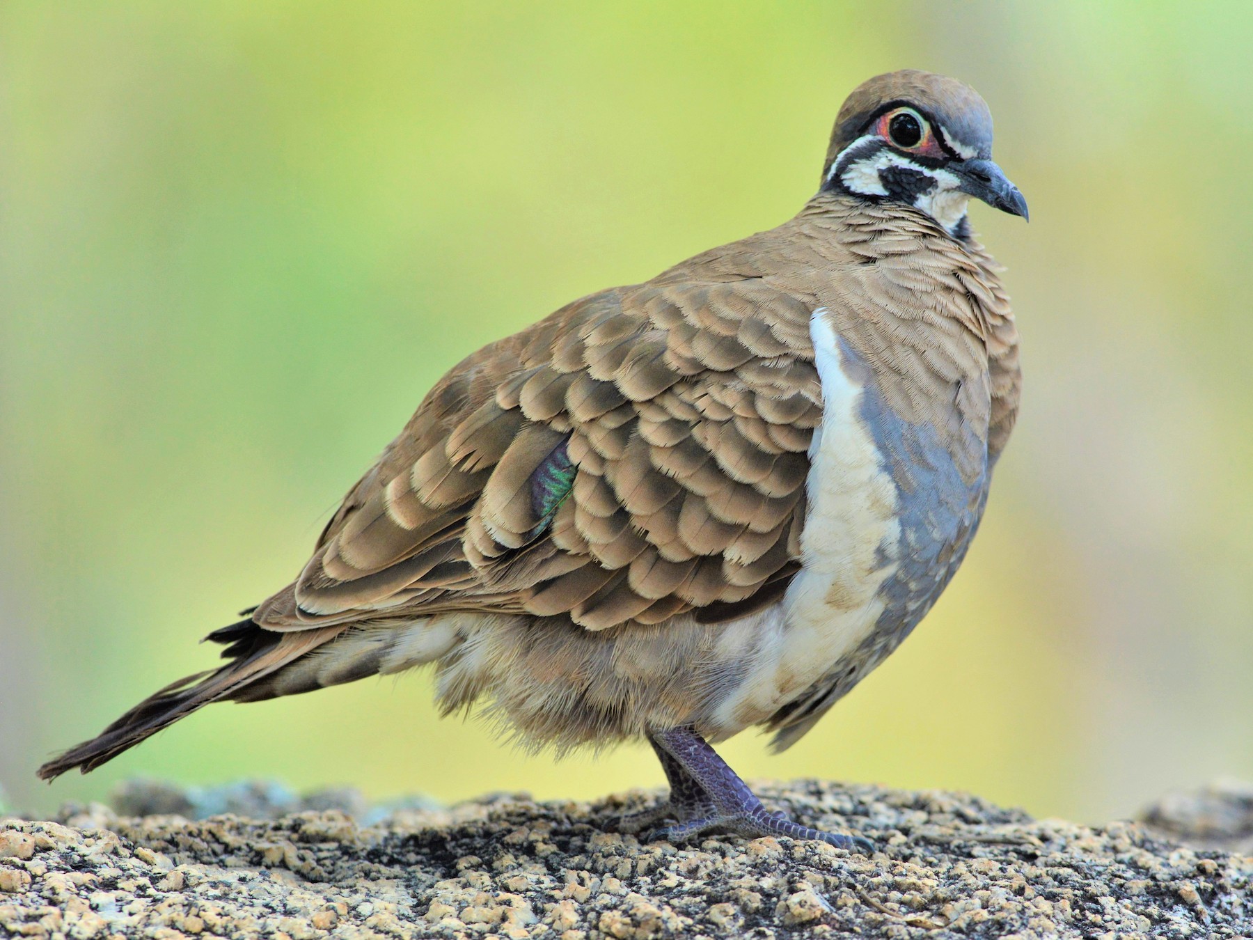 Squatter Pigeon - eBird