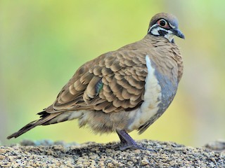 Squatter Pigeon - eBird