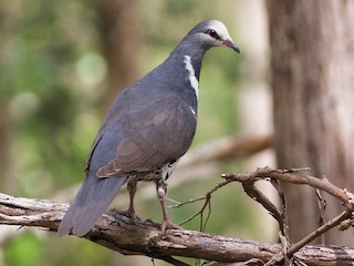 Wonga Pigeon - eBird