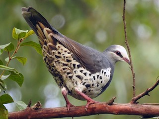 Wonga Pigeon - eBird