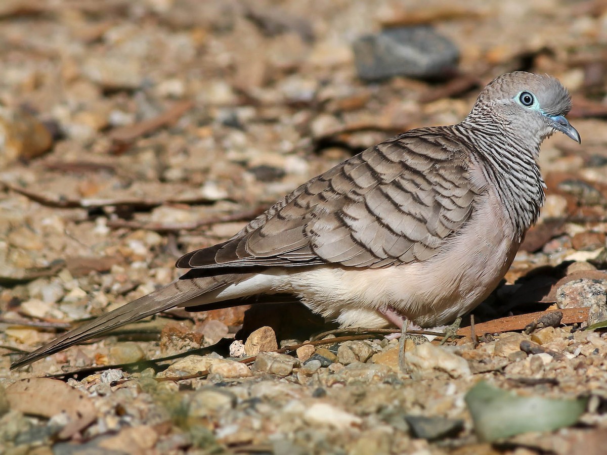 Peaceful Dove - Geopelia placida - Birds of the World