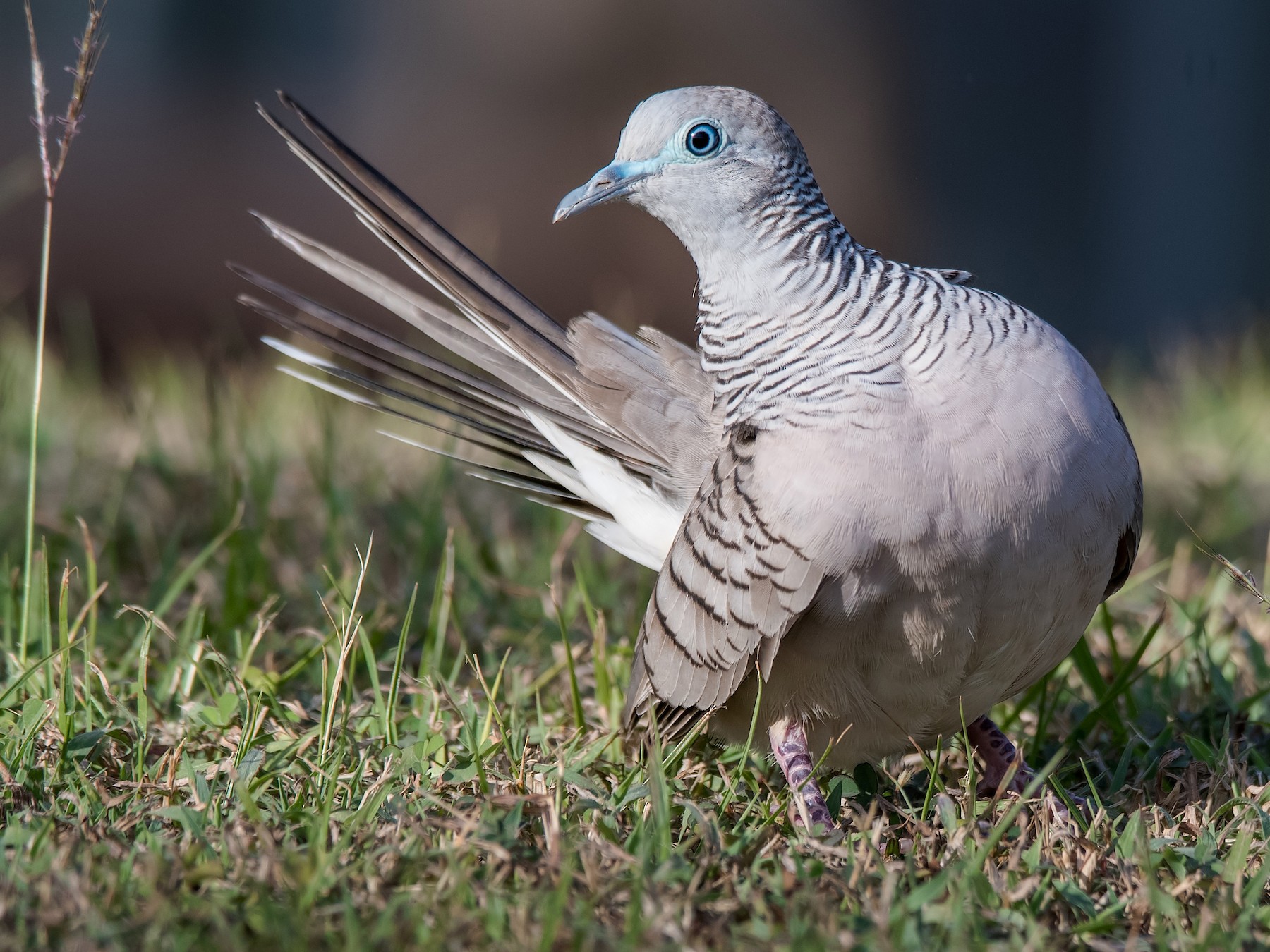 Peaceful Dove - eBird