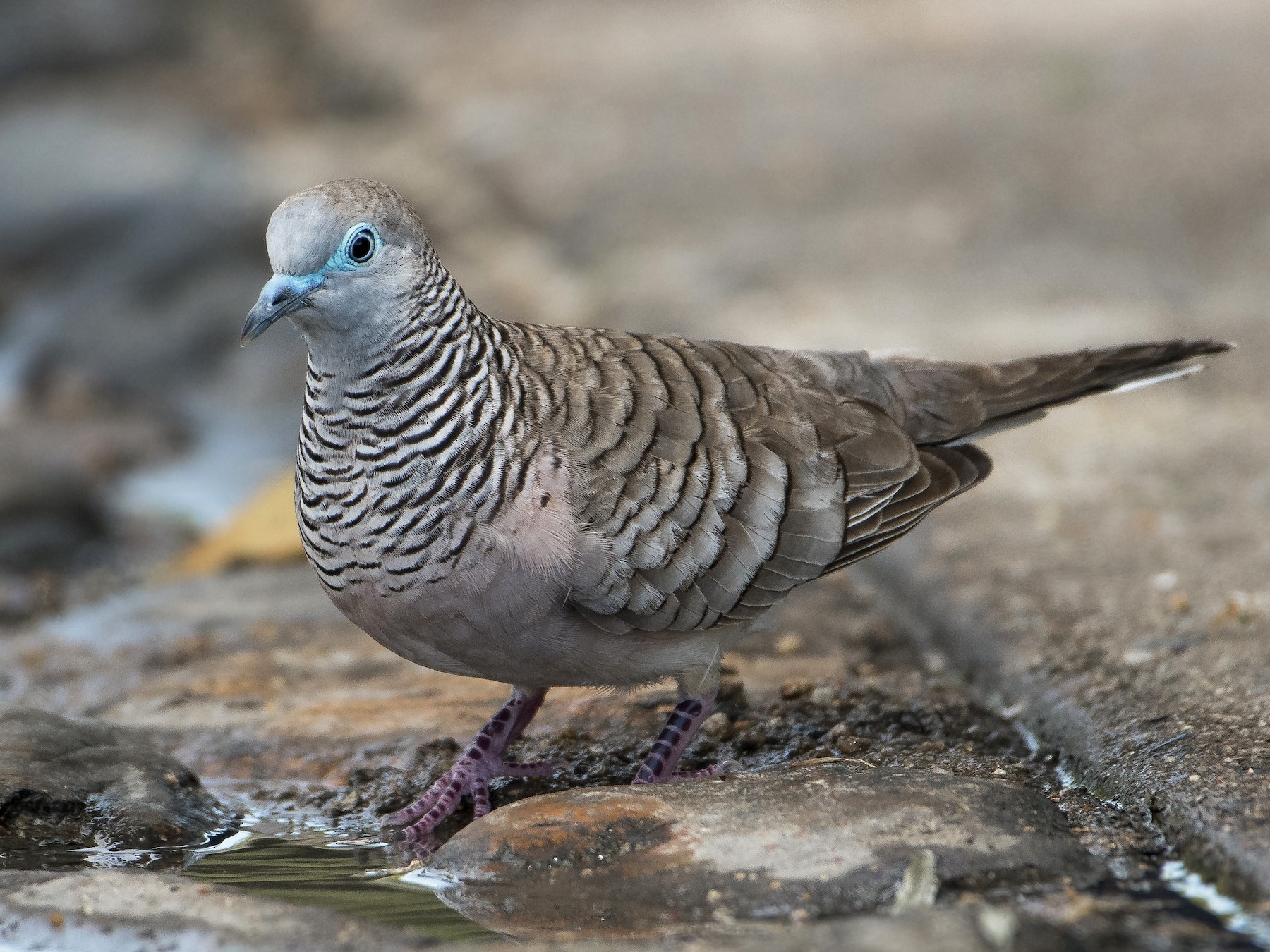 Peaceful Dove - eBird