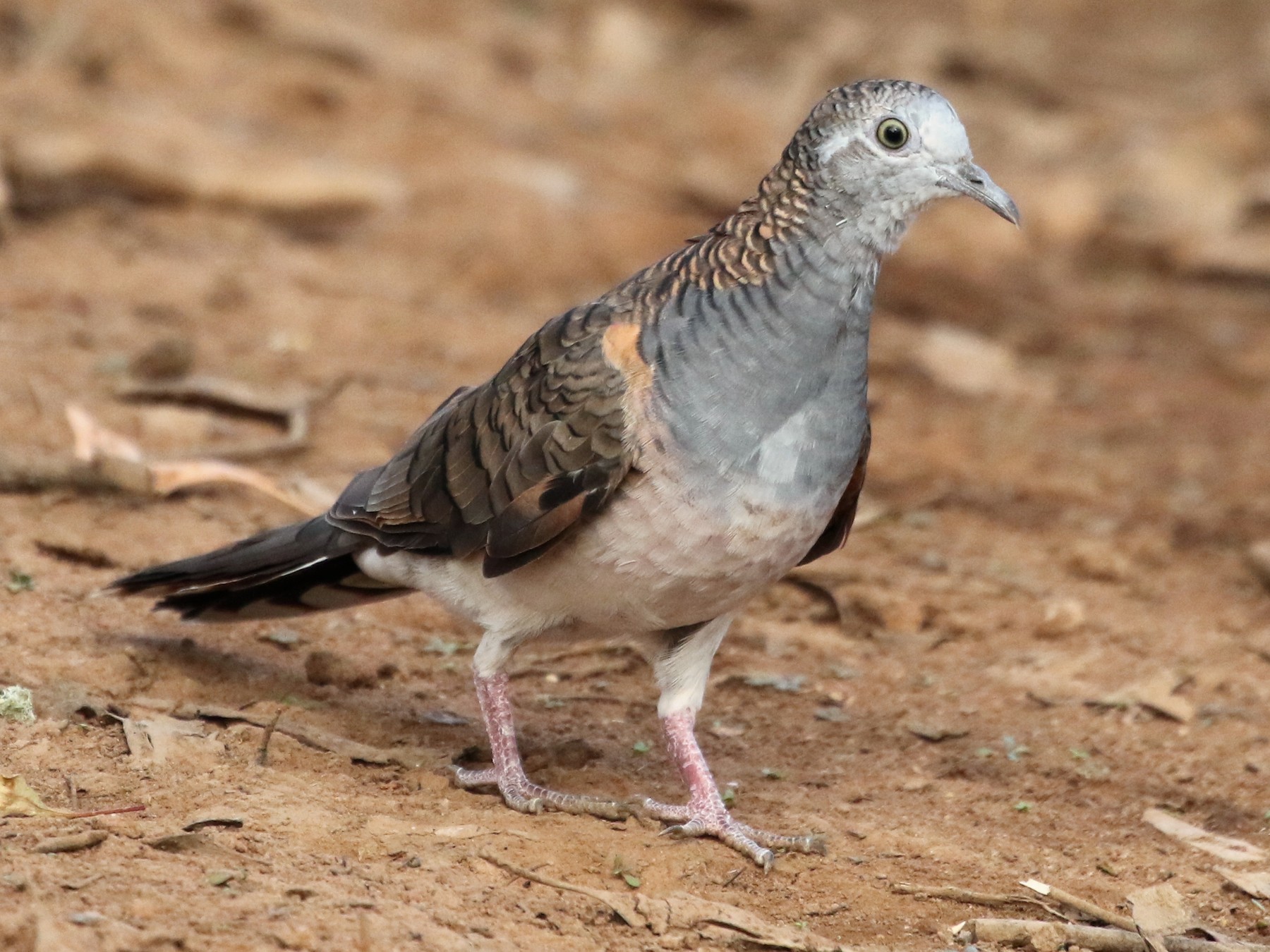 Bar-shouldered Dove - eBird