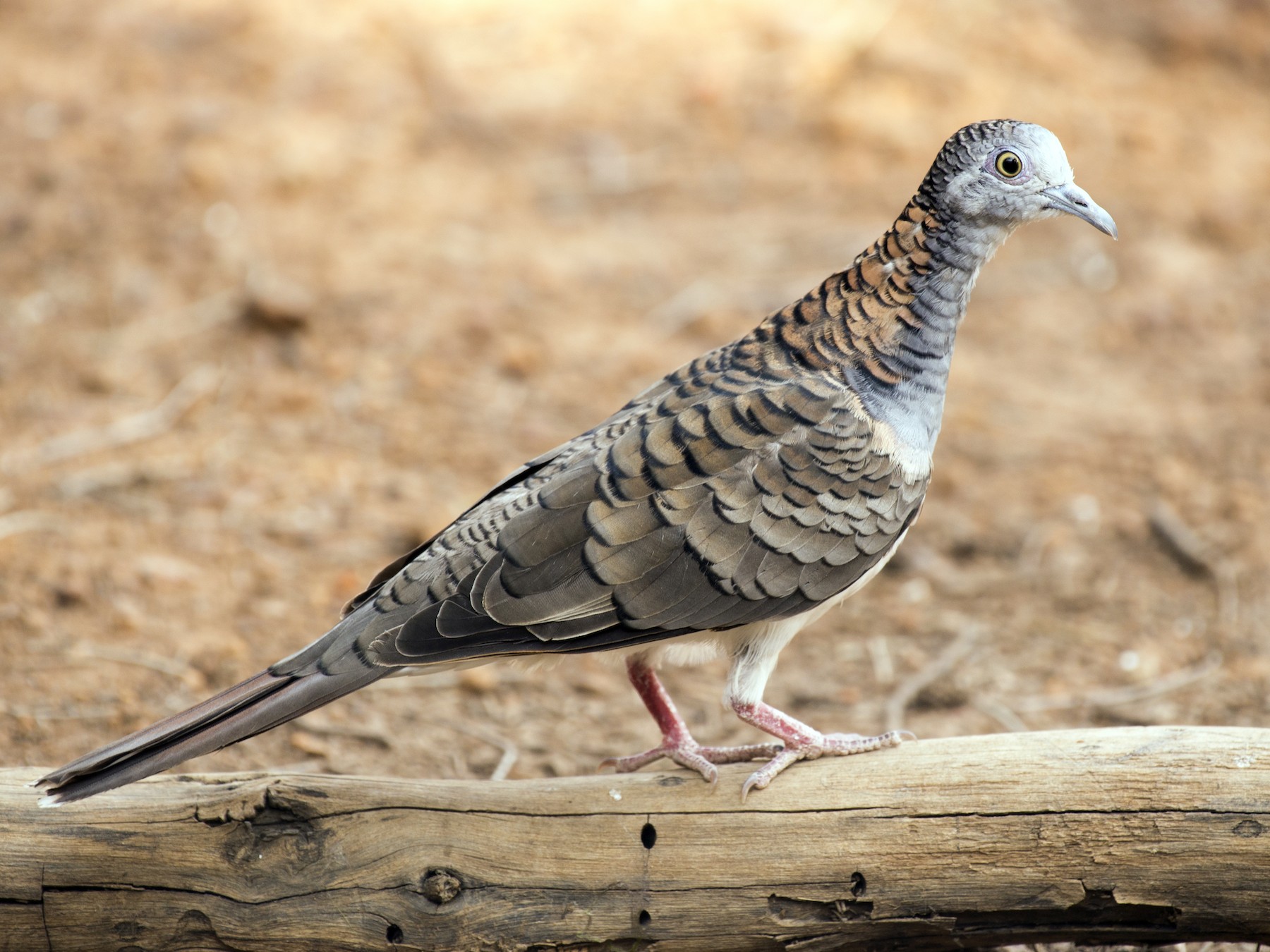 Bar-shouldered Dove - eBird