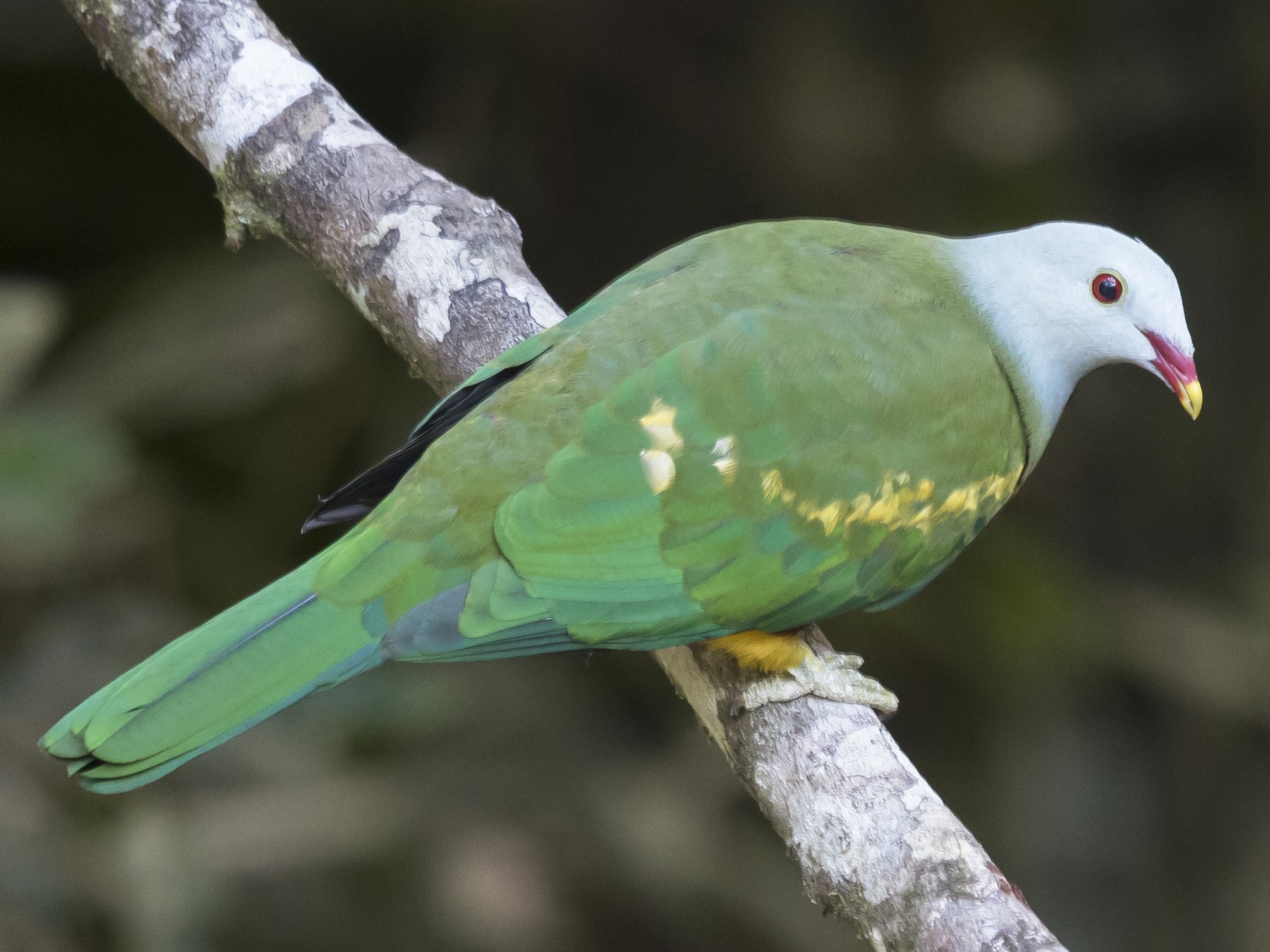 Wompoo Fruit-Dove - eBird