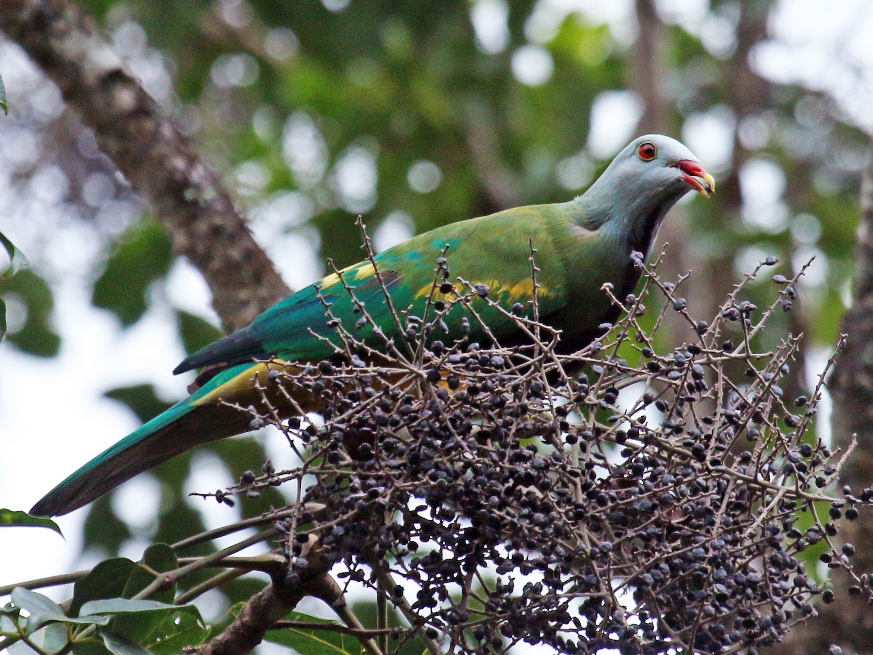 Wompoo Fruit-Dove - eBird