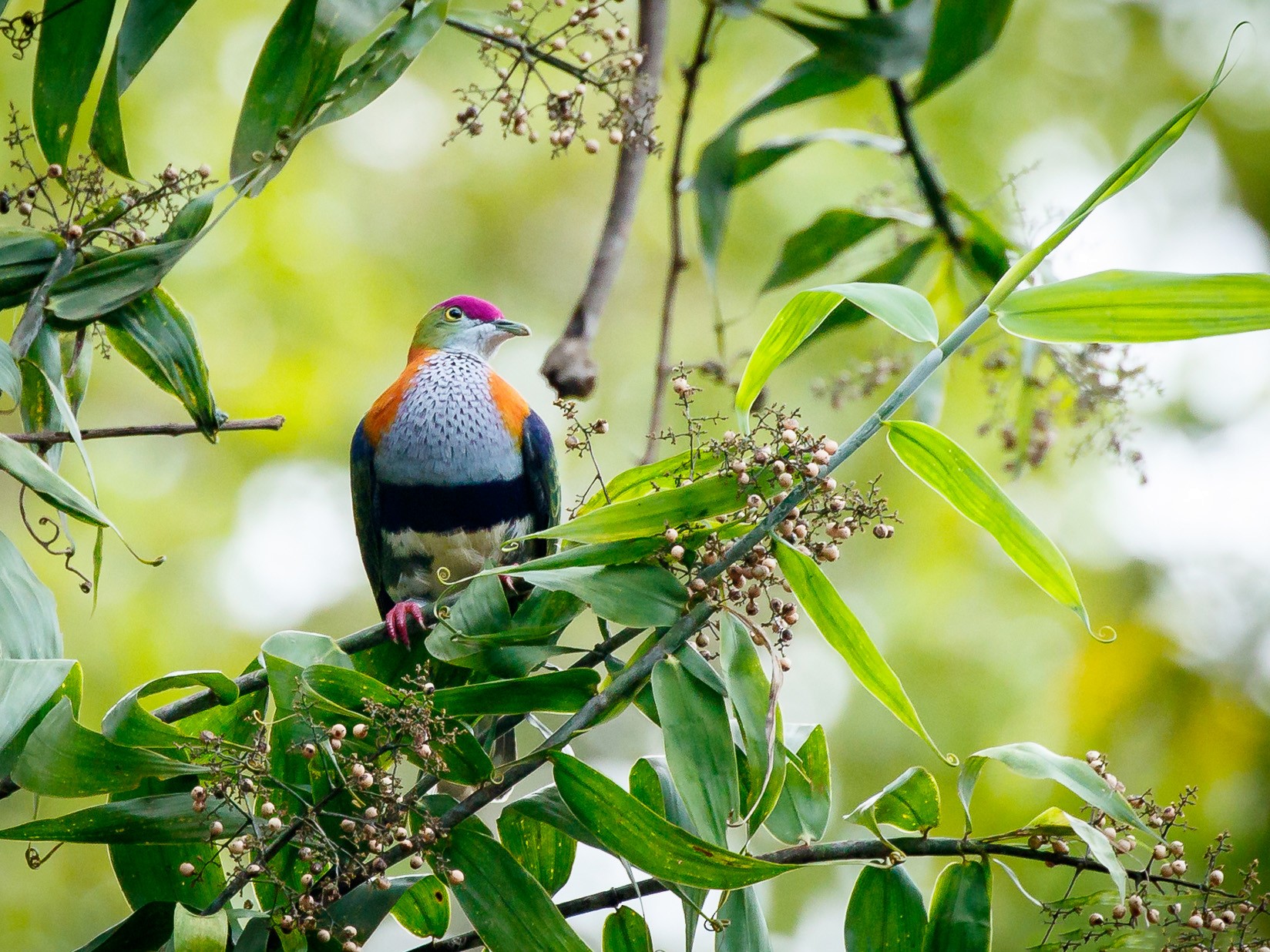 Superb Fruit-Dove - eBird