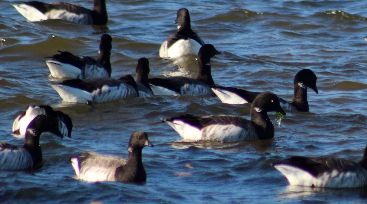 eBird Checklist - 4 Nov 2018 - Sandy Hook - 38 species (+1 other taxa)