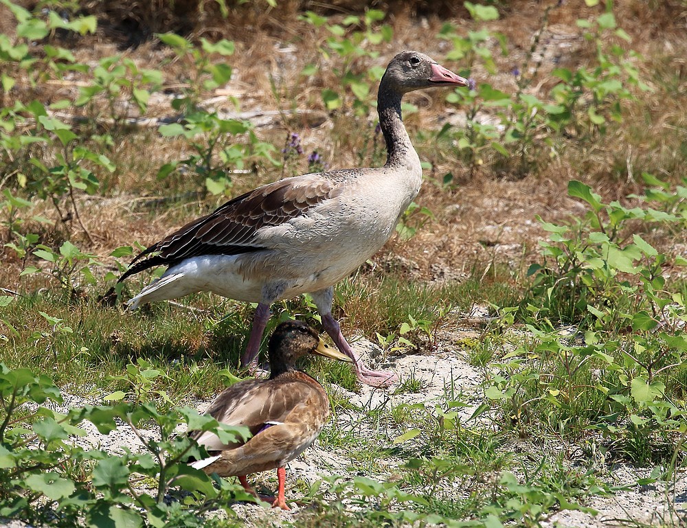 eBird Checklist - 16 Aug 2017 - Danube Delta Biosphere Reserve - 83 species