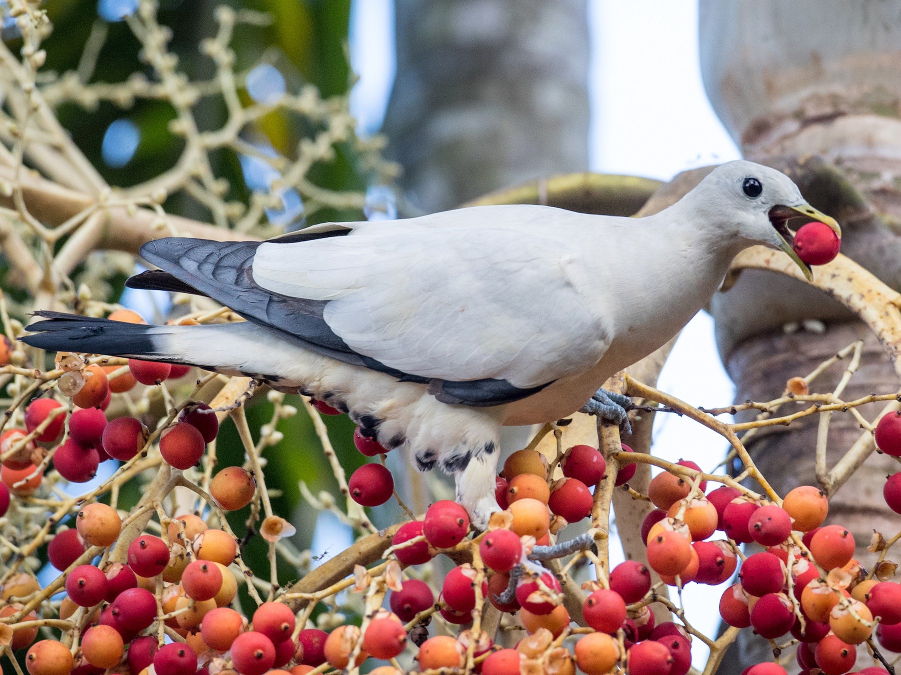 Torresian Imperial-Pigeon - eBird