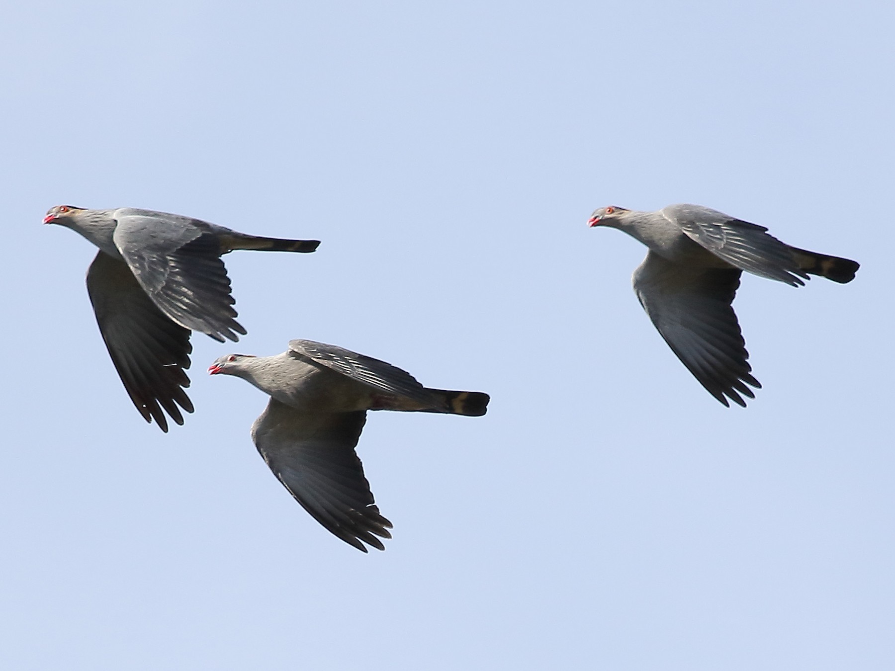 Topknot Pigeon - eBird