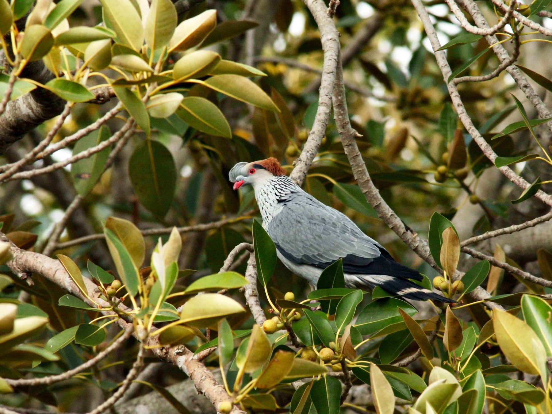 Topknot Pigeon - eBird