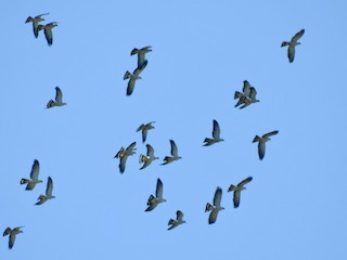 Topknot Pigeon - eBird