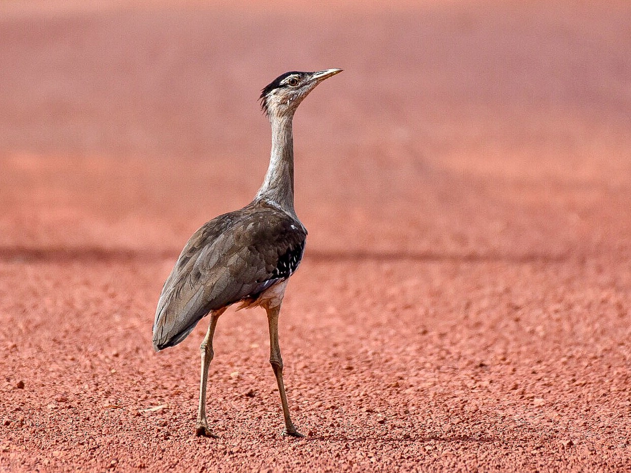 Australian Bustard - eBird