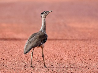 Australian Bustard - eBird