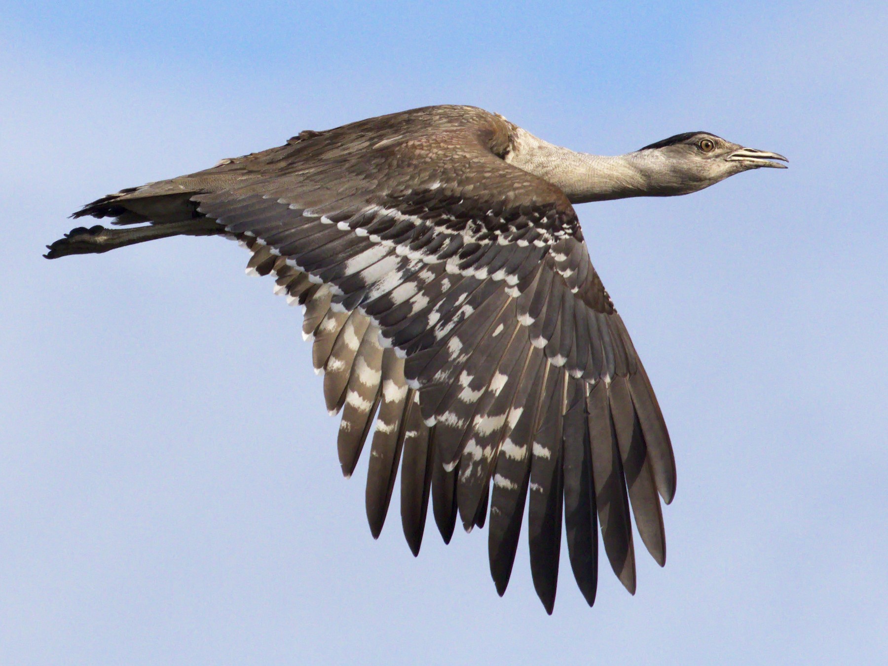 Australian Bustard - eBird