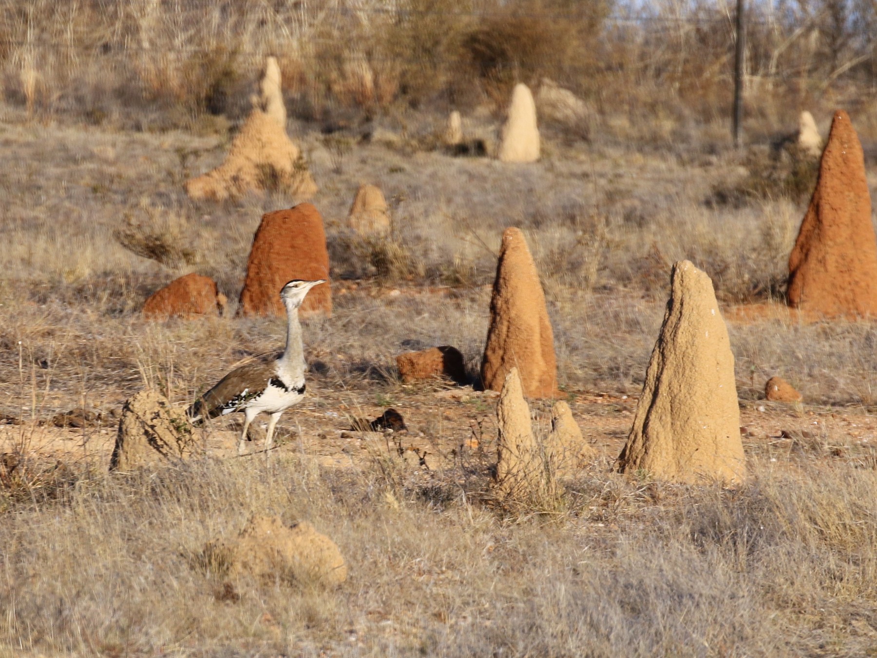 Australian Bustard - eBird