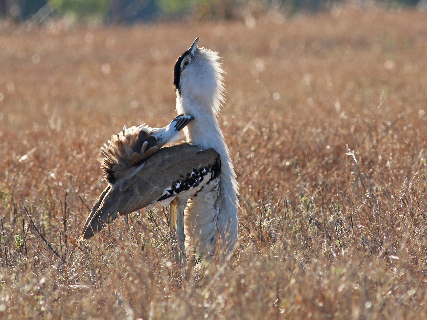 Australian Bustard - eBird