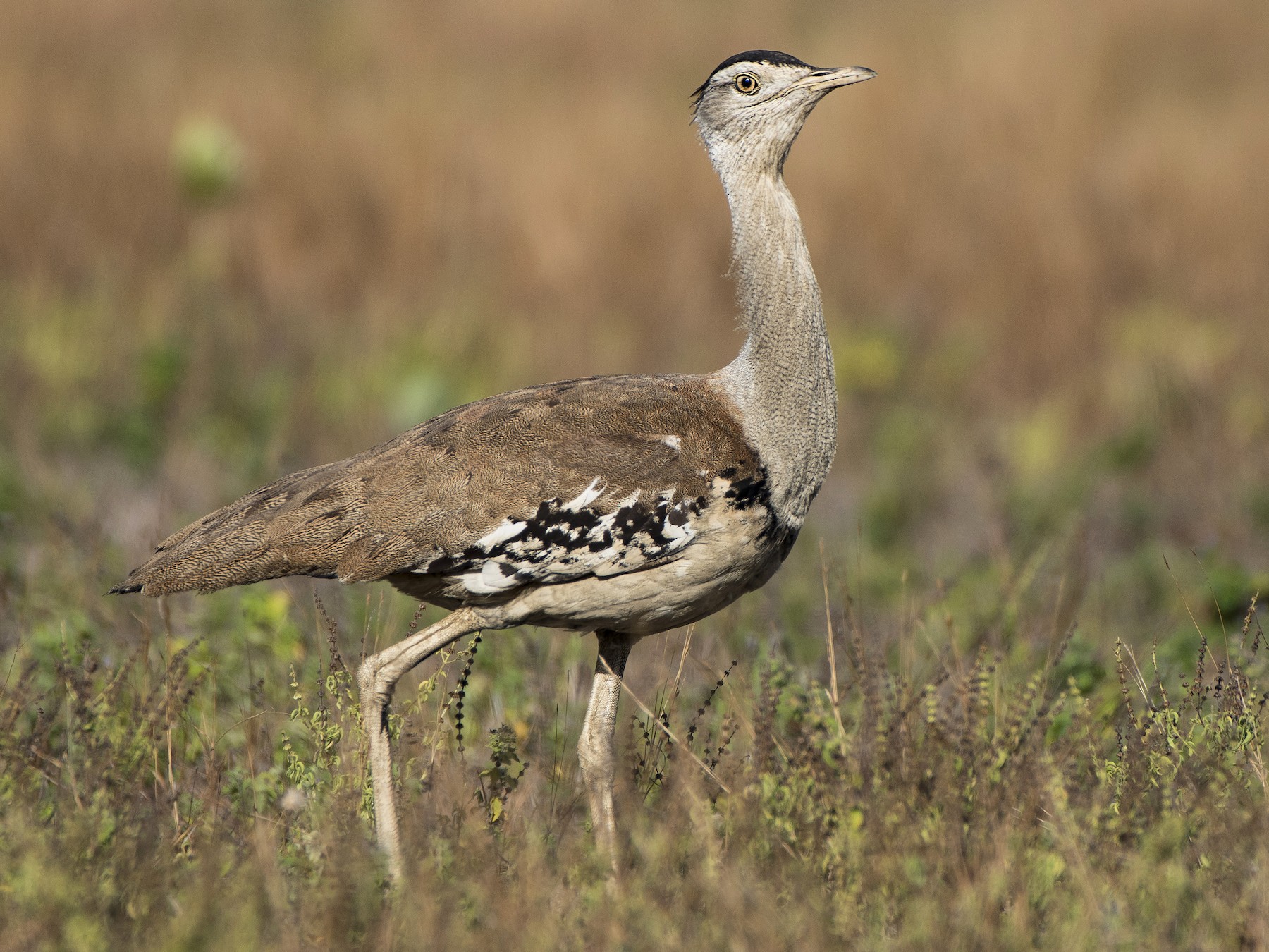 Australian Bustard - eBird