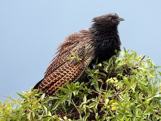 Pheasant Coucal - eBird