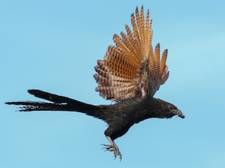 Pheasant Coucal - eBird