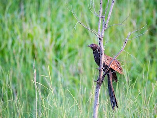 Pheasant Coucal - eBird